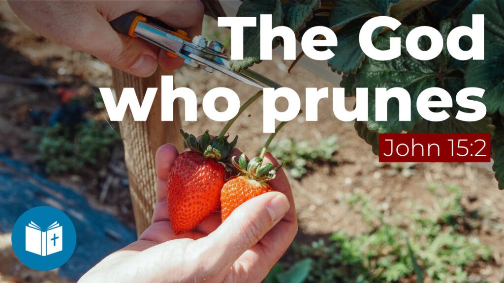 The God who prunes - reflection on John 15:2 - Understand the Bible